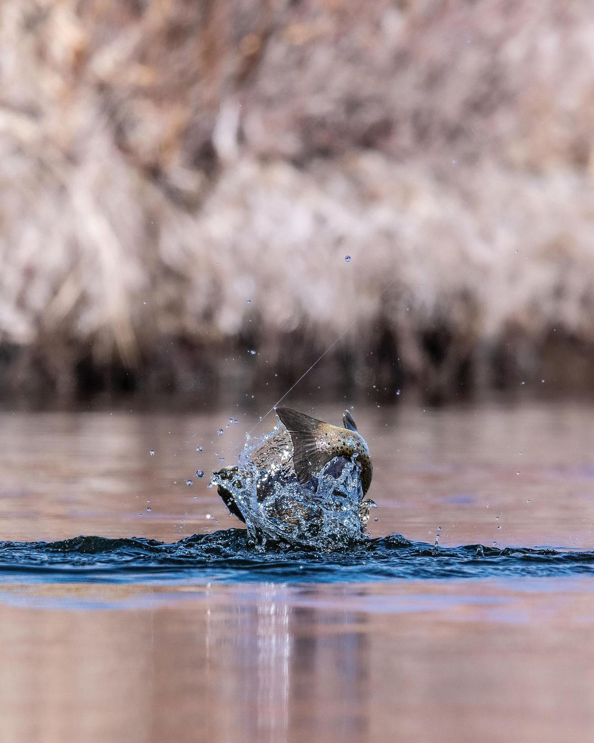 Fly Fishing Covers | Lea Frye Wildlife Photographer
