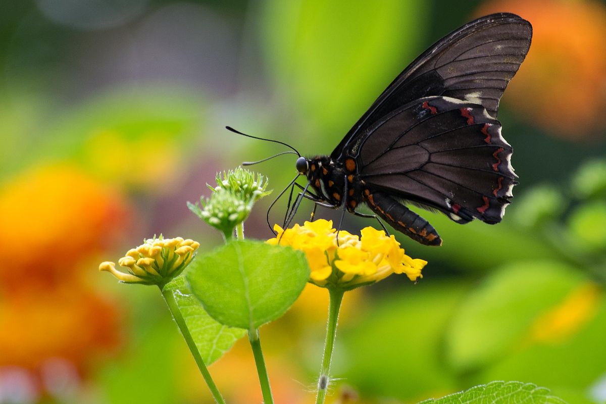 Nature | Bowers Photography