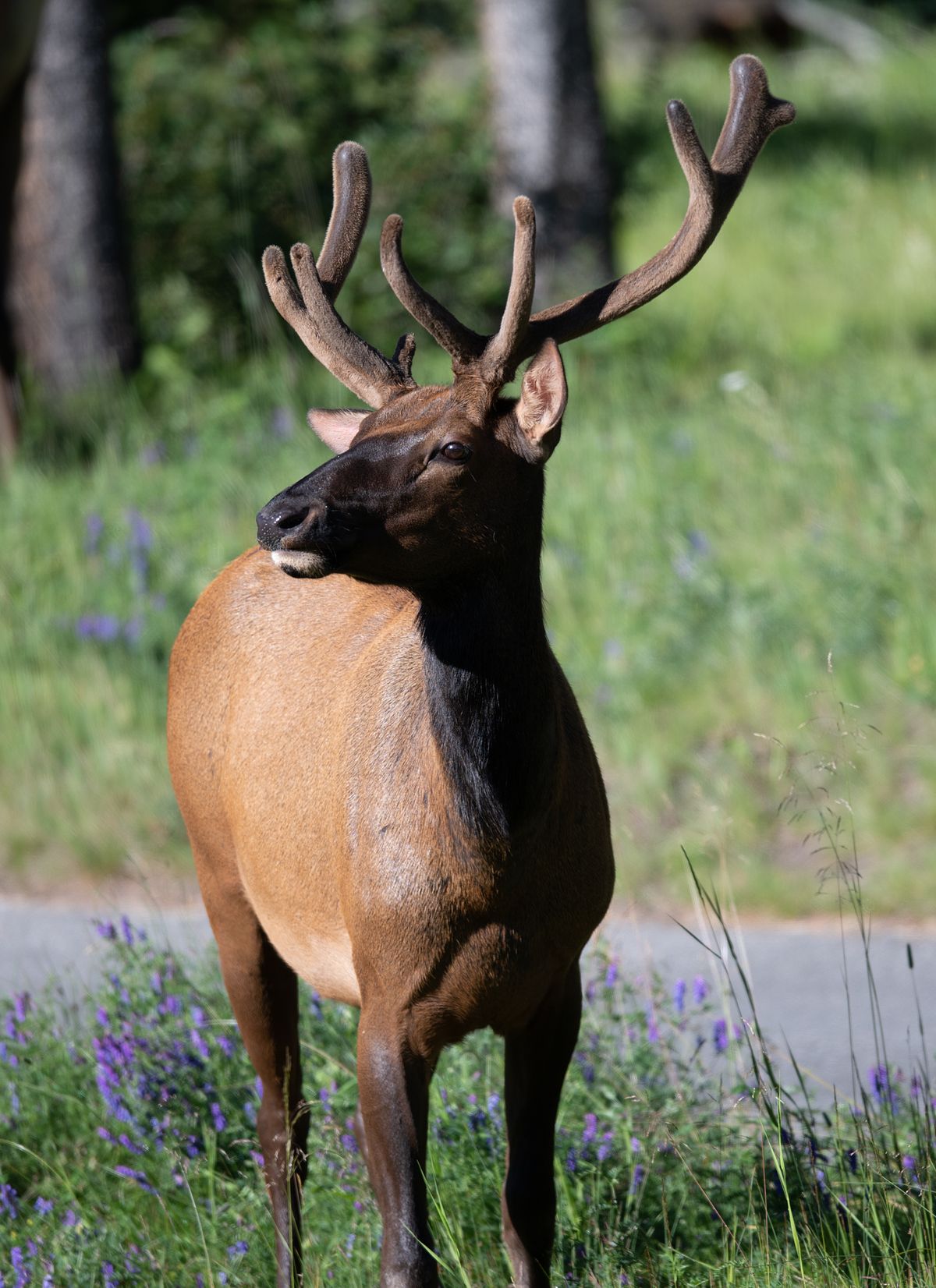 Wildlife | Stewart Hamilton Photography